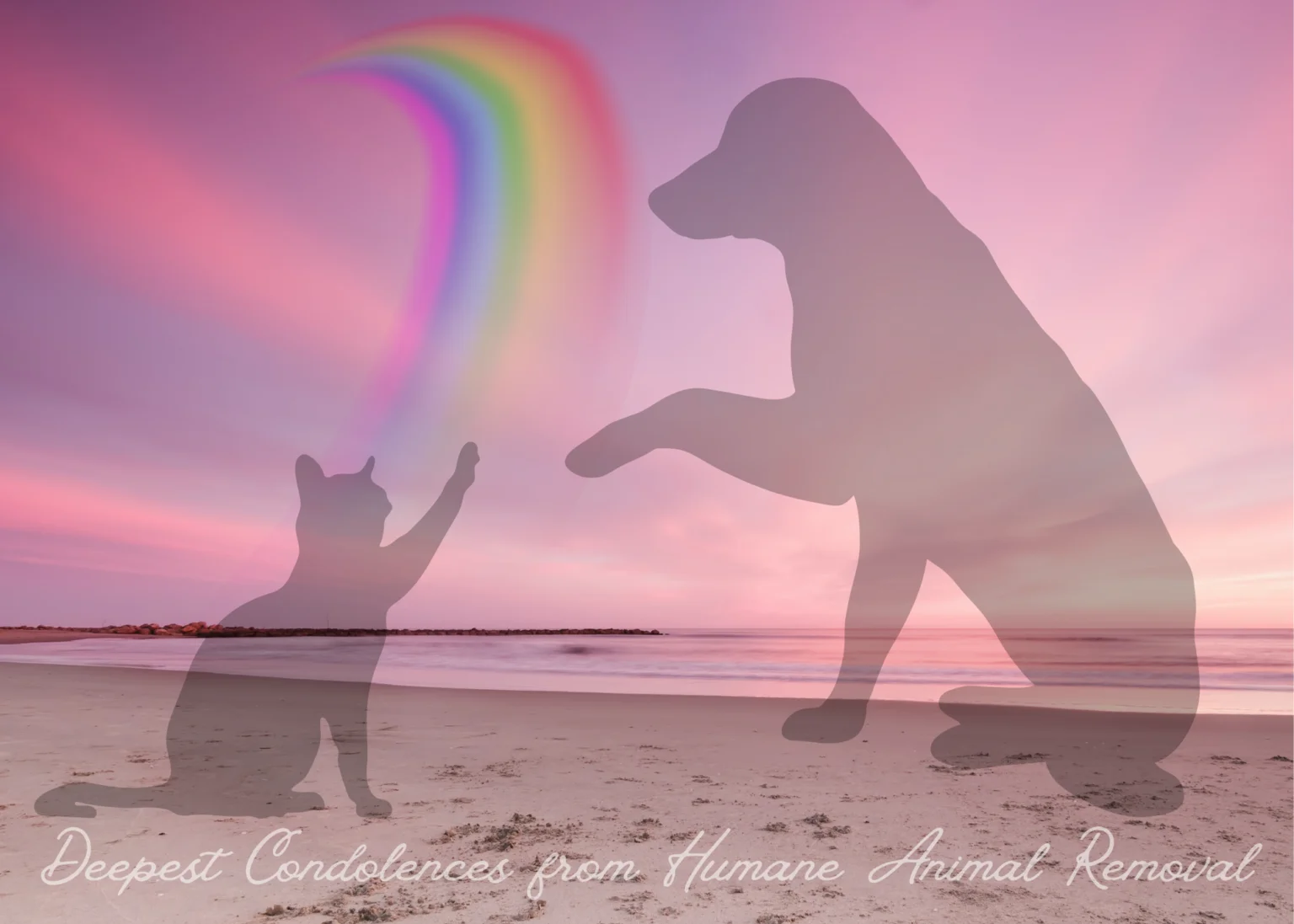 Guide for what to do with a deceased or dying pet in Miami Florida ...