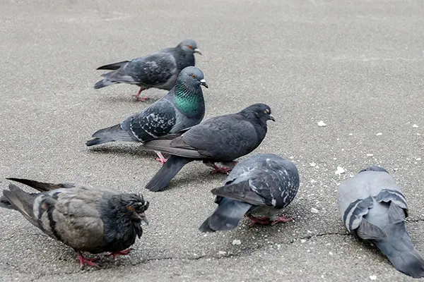 Humane Pigeon Removal Services - Safe & Effective Solutions